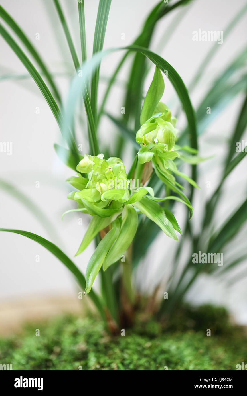 green orchid in blooming Stock Photo - Alamy