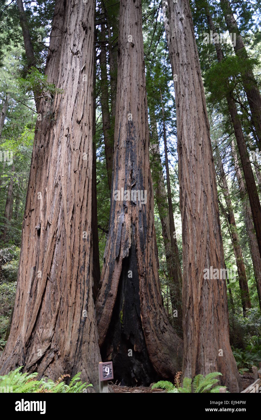 Mammut trees hi-res stock photography and images - Alamy