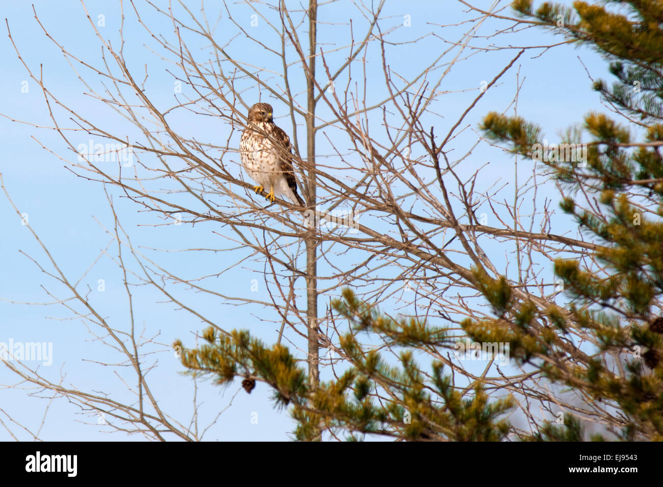A red-tailed hawk perches on a tree branch Stock Photo - Alamy