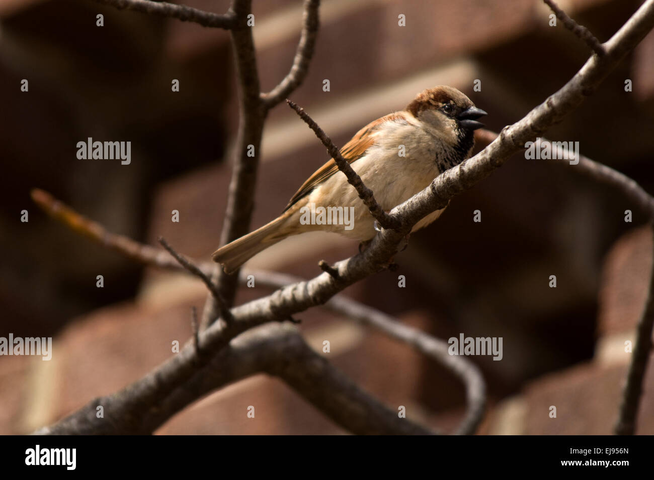 A common sparrow perched on a tree limb in front of a brick structure ...