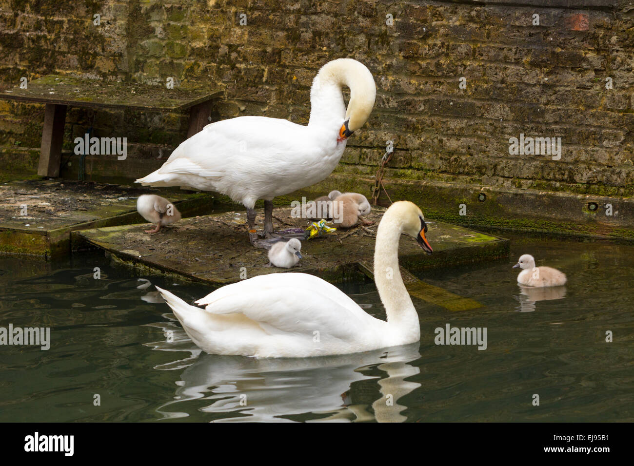Family Swans Cygnets Canal High Resolution Stock Photography and Images ...