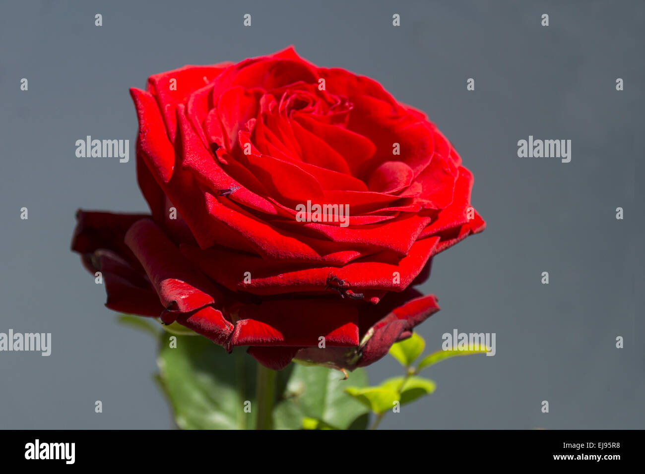 Edel rose hi-res stock photography and images - Alamy