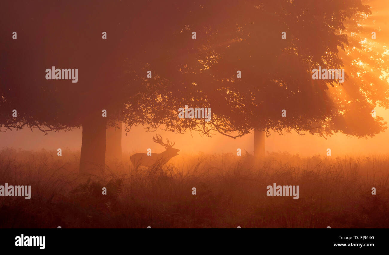 Red deer dusk hi-res stock photography and images - Alamy