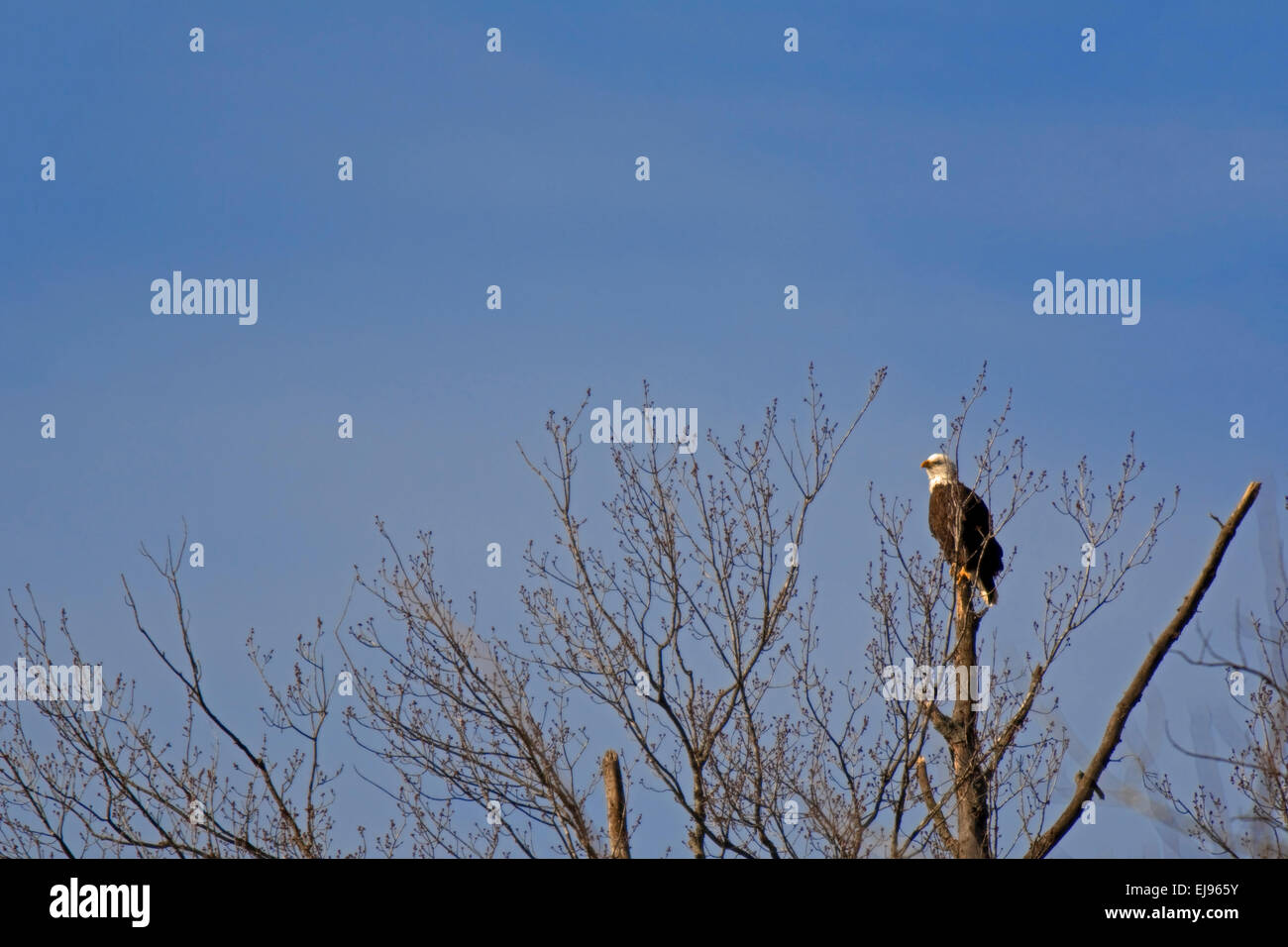 An American Bald Eagle sits perched in a tall treetop in forest in ...