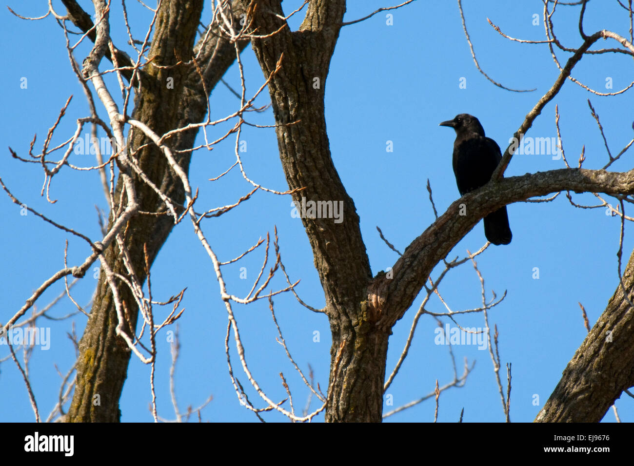 An American black crow sits perched on a tree branch in winter Stock ...
