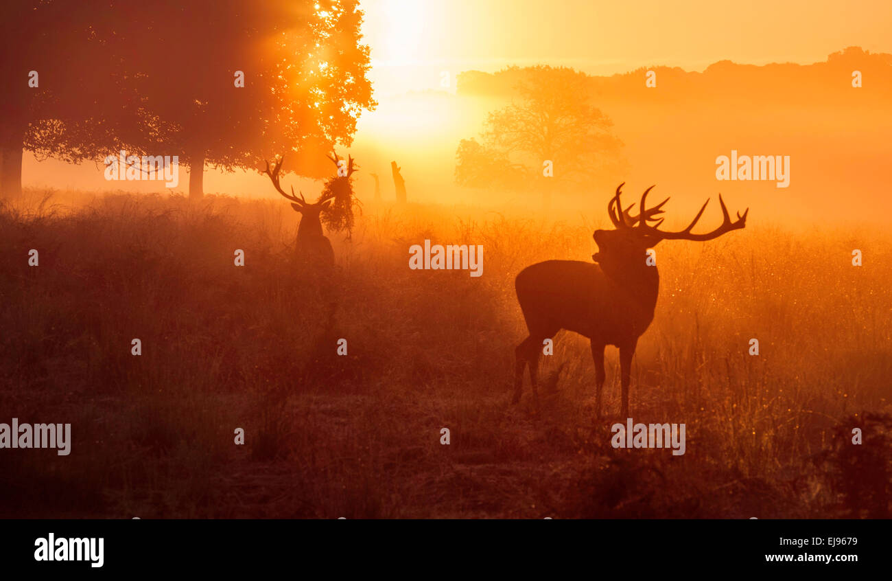 Red mist hi-res stock photography and images - Alamy