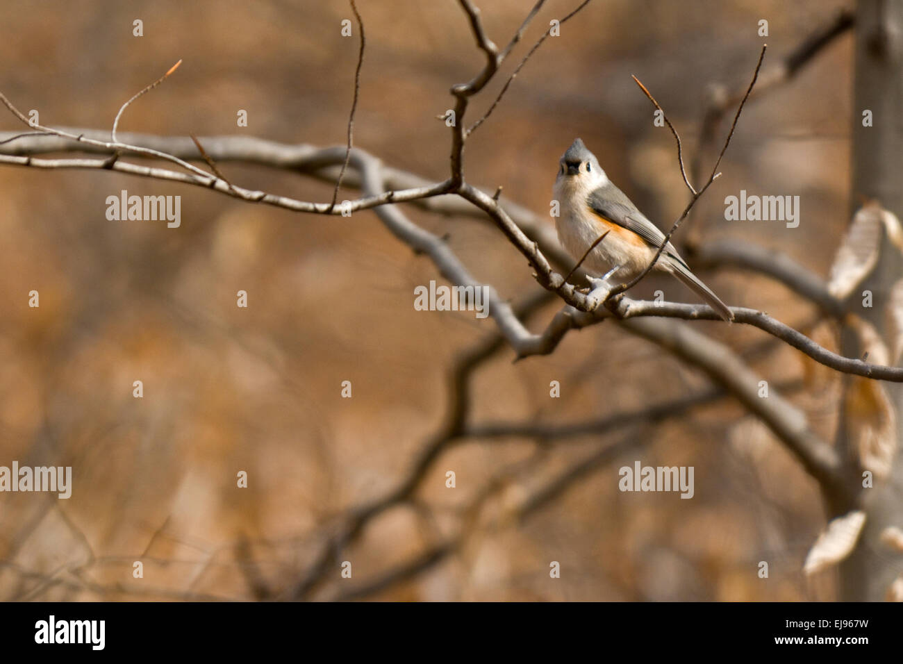 An Eastern Tufted Titmouse sits perched on a tree branch in the forest ...