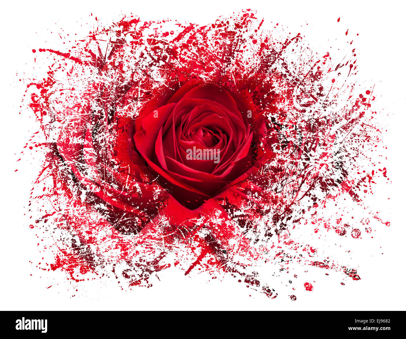 Close up of red rose exploding Stock Photo - Alamy