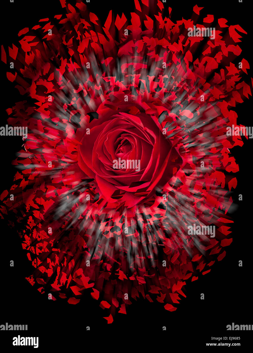 Close up of red rose exploding Stock Photo - Alamy
