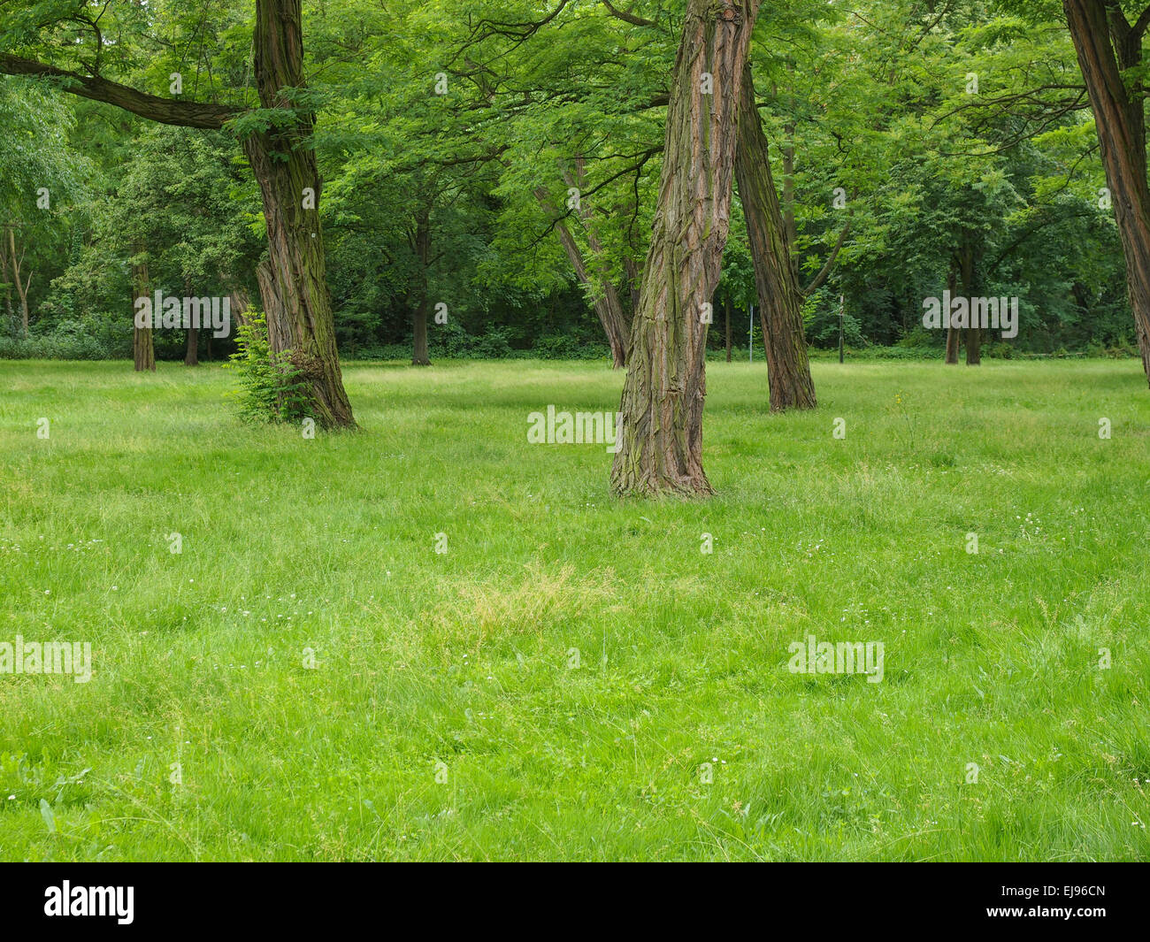 Tree in a park Stock Photo - Alamy