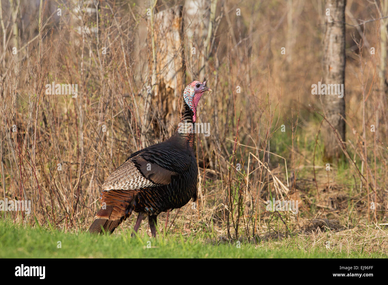Eastern wild Turkey Stock Photo - Alamy