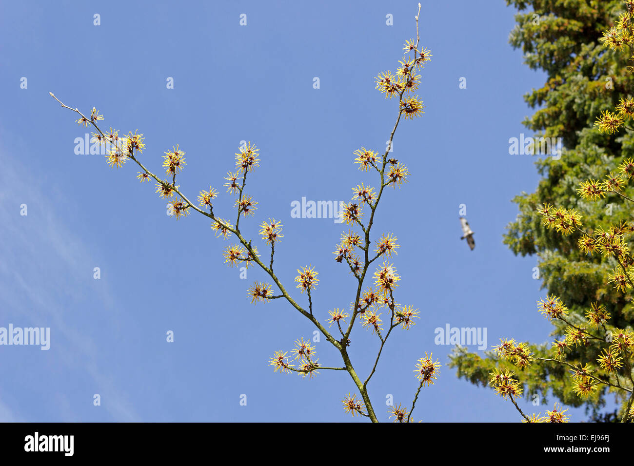 Hazel scrub hi-res stock photography and images - Alamy