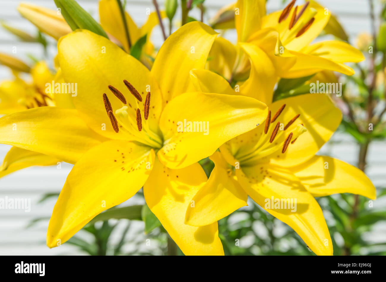 Lily head hi-res stock photography and images - Alamy