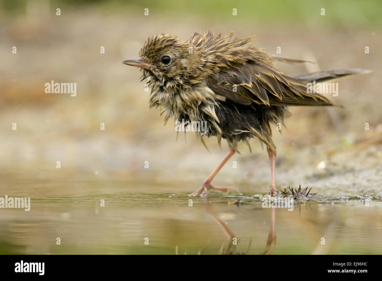Tree Pipit Stock Photos & Tree Pipit Stock Images - Alamy