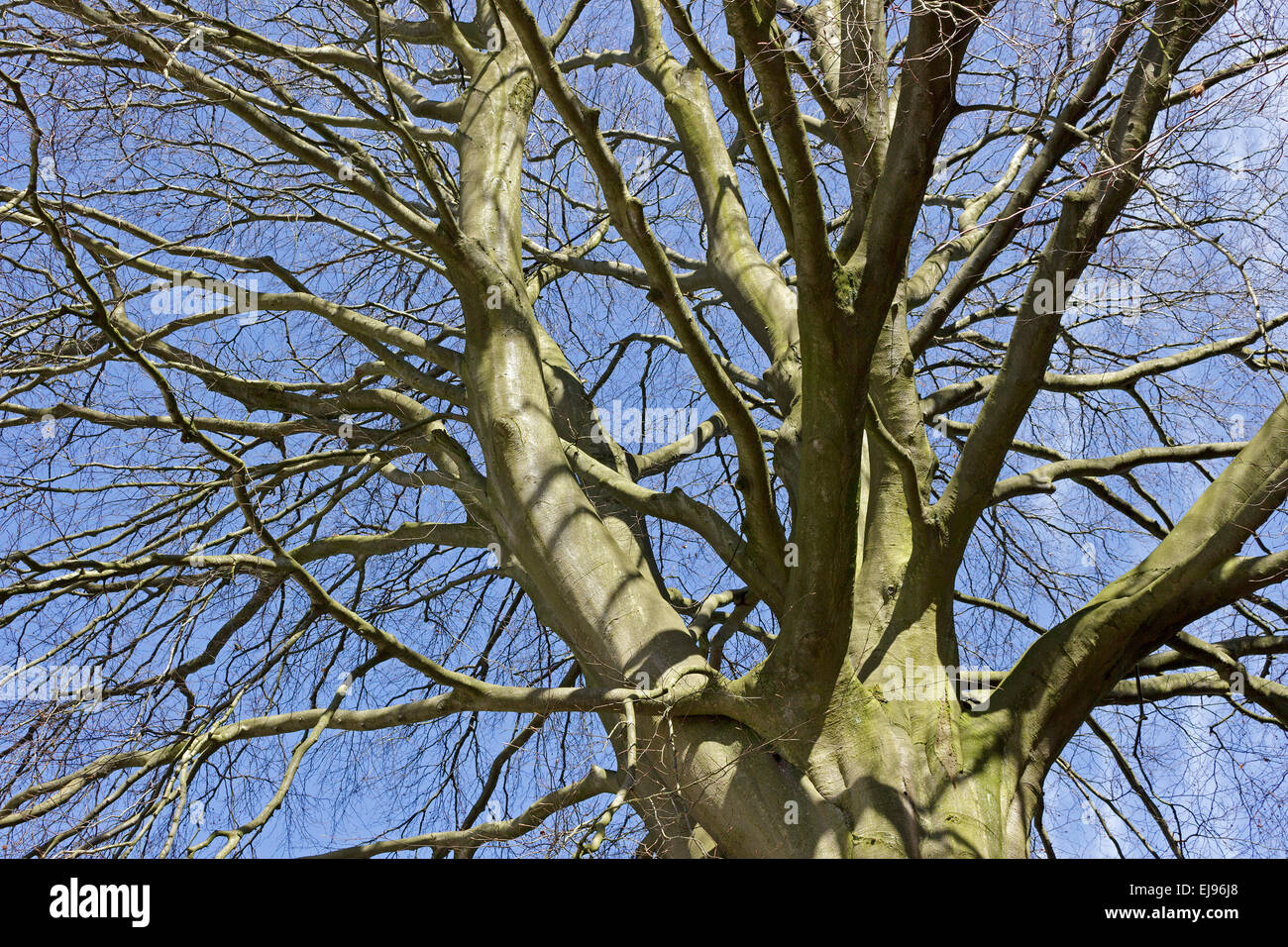 winterly beech tree Stock Photo - Alamy