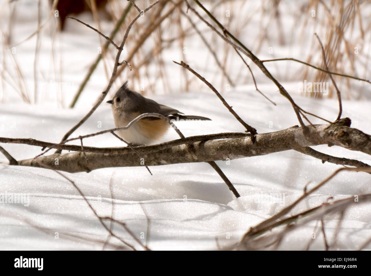 Eastern Tufted Titmouse in the woods with snow on the ground Stock ...