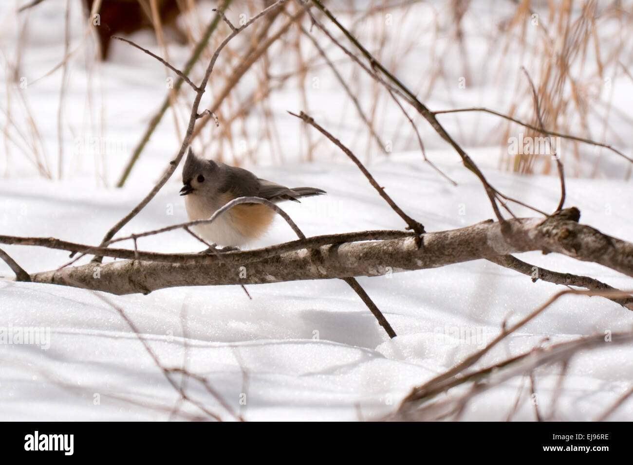 Eastern Tufted Titmouse in the woods with snow on the ground Stock ...