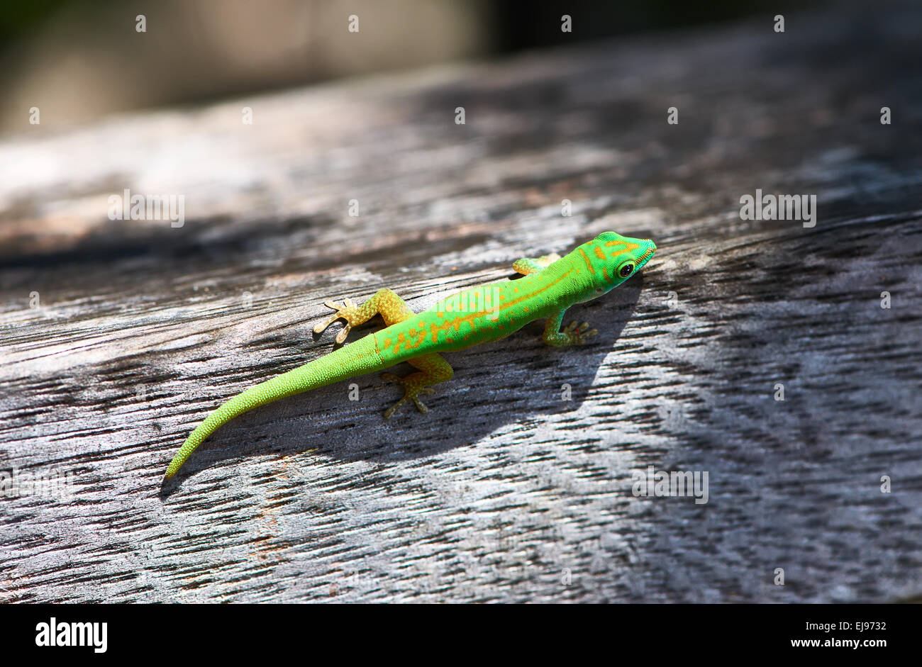 Seychelles small day gecko hi-res stock photography and images - Alamy