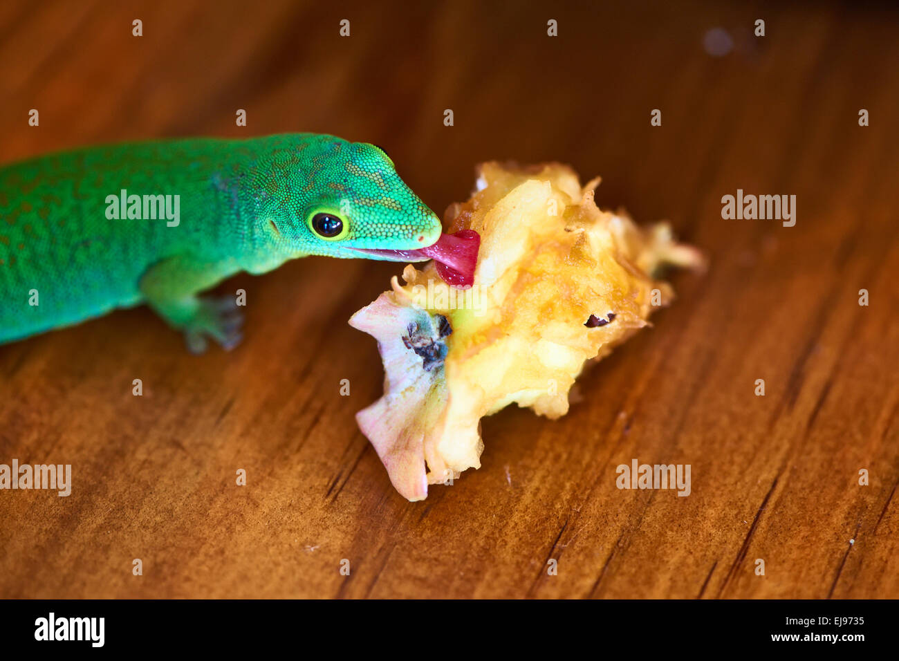 Lizard eating fruit hi-res stock photography and images - Alamy