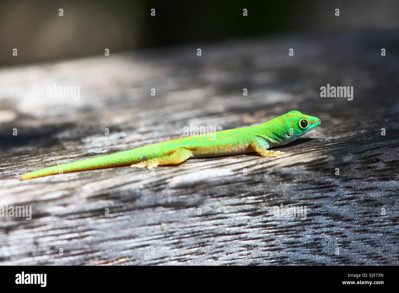 Seychelles small day gecko hi-res stock photography and images - Alamy
