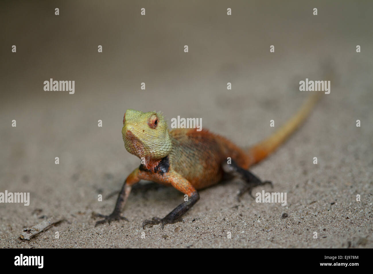 Oriental Garden Lizard Stock Photo - Alamy