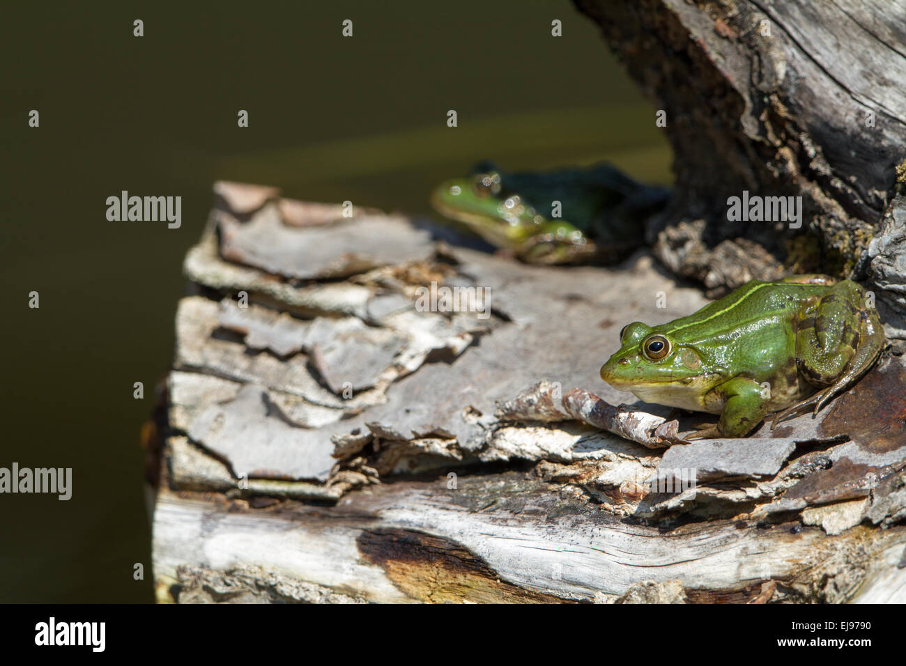Edible frog hi-res stock photography and images - Alamy
