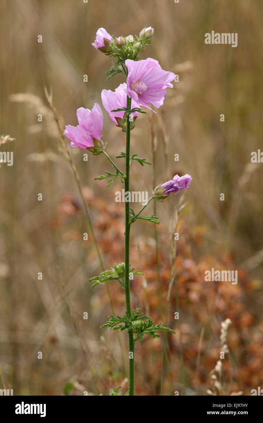 Greater musk mallow, Malva alcea Stock Photo - Alamy