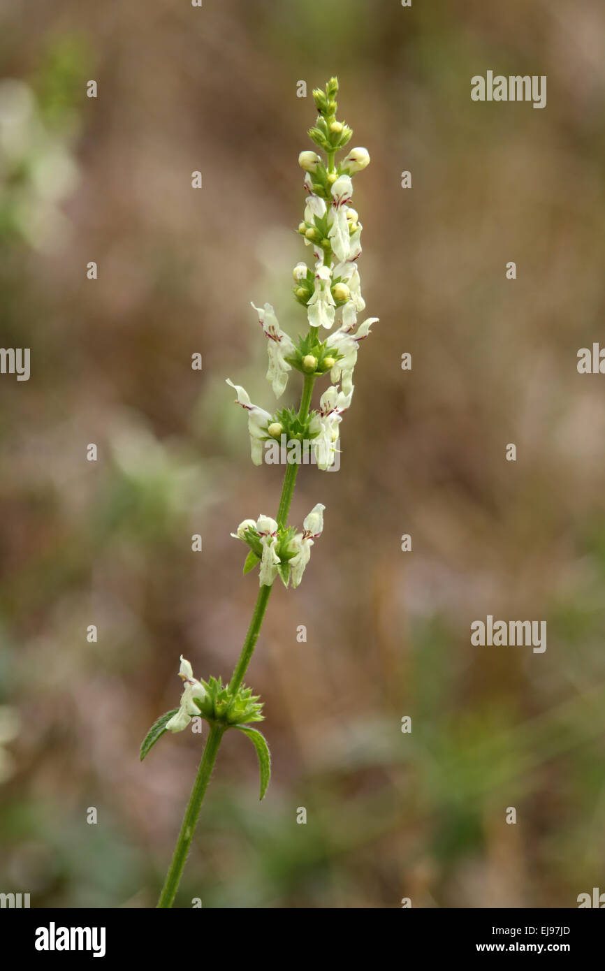 Perennial yellow woundwort stachys recta hi-res stock photography and ...