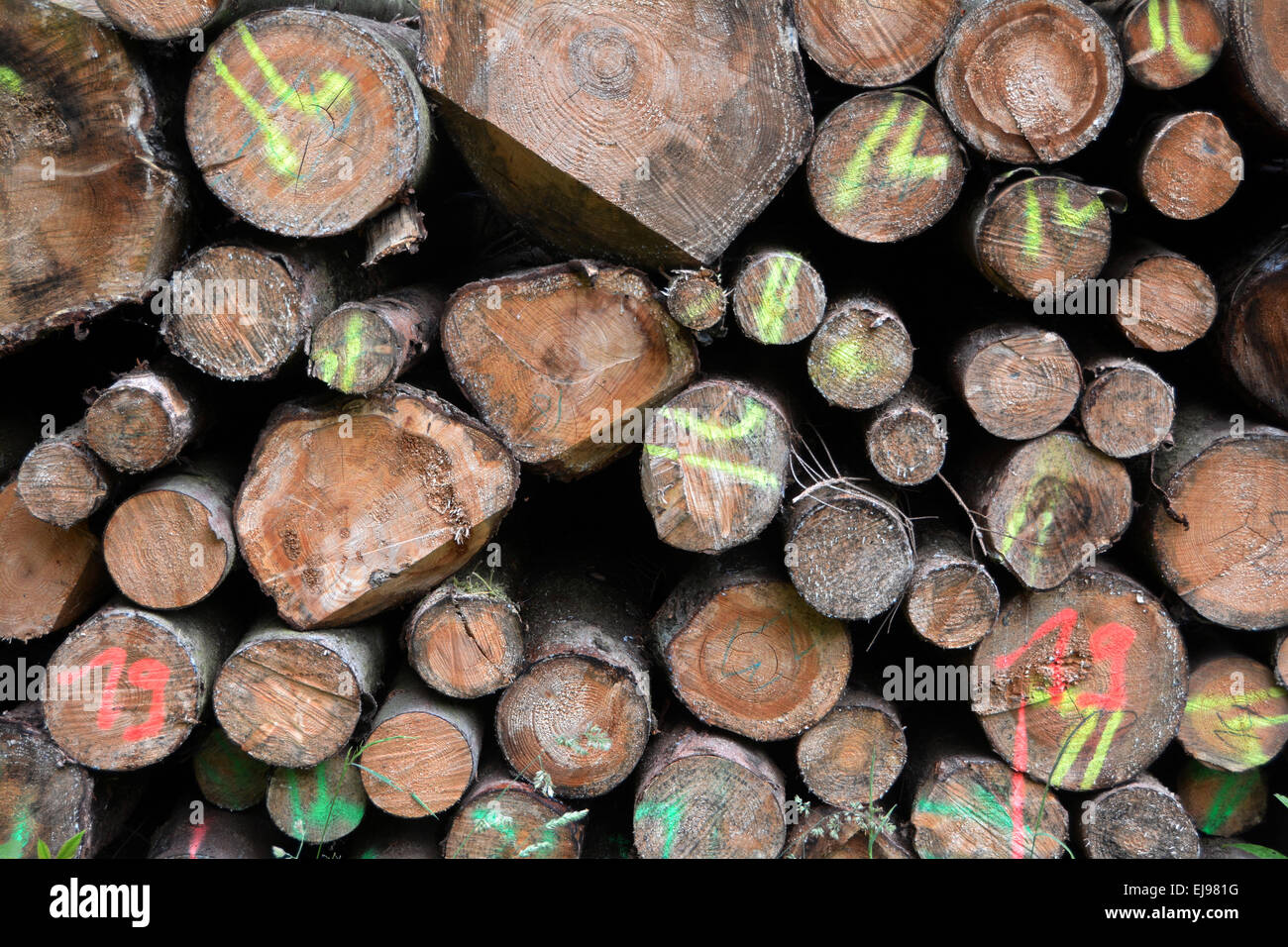 Open trunks hi-res stock photography and images - Alamy