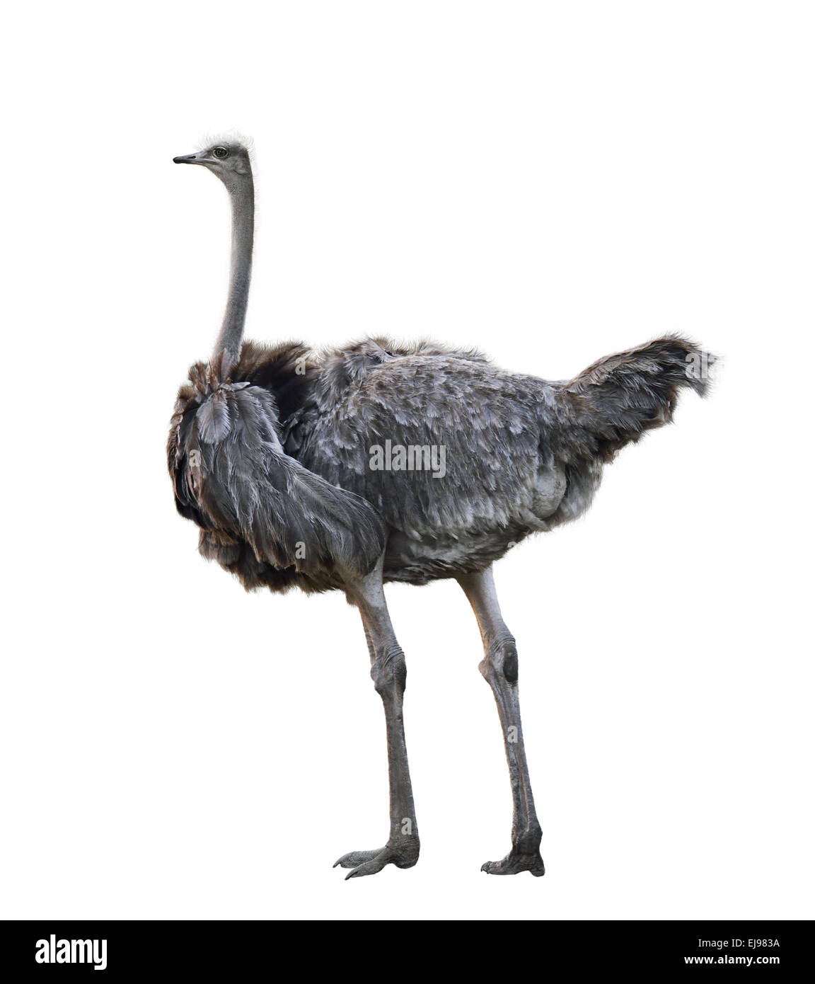 Ostrich legs Cut Out Stock Images & Pictures - Alamy