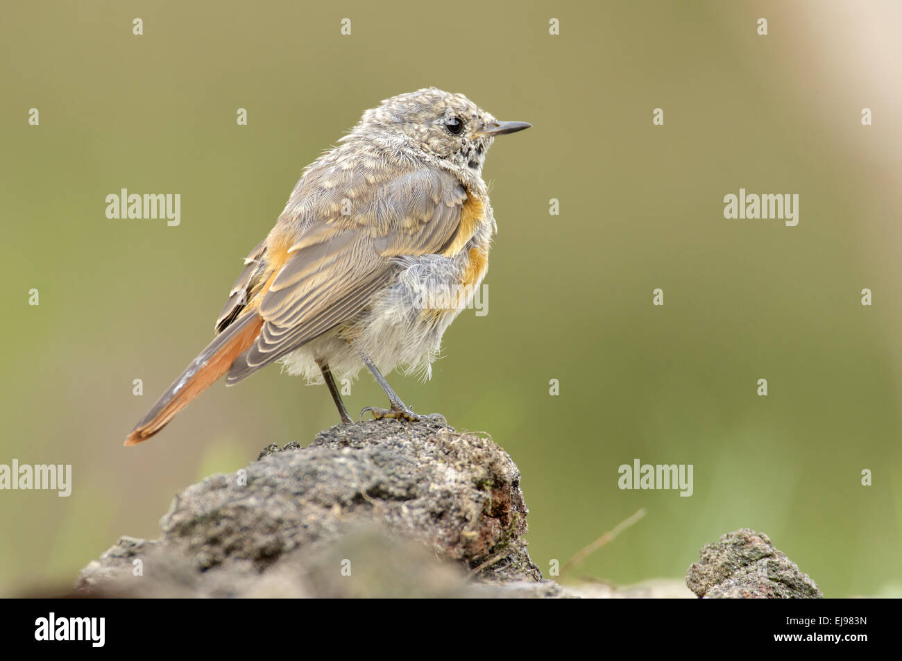 Juvenile common redstart hi-res stock photography and images - Alamy