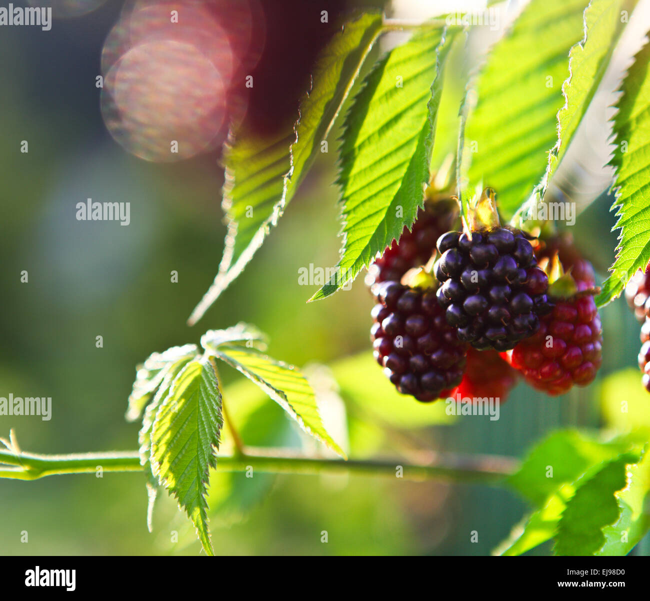 Bunch of blackberries Stock Photo - Alamy