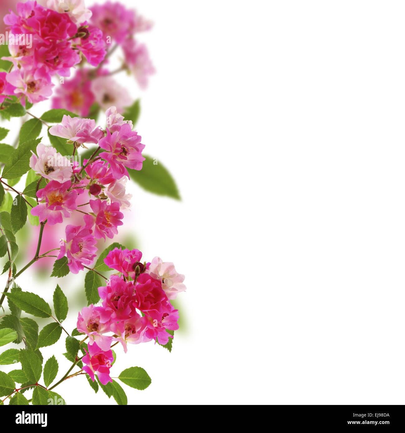 Small roses. Collage Stock Photo - Alamy