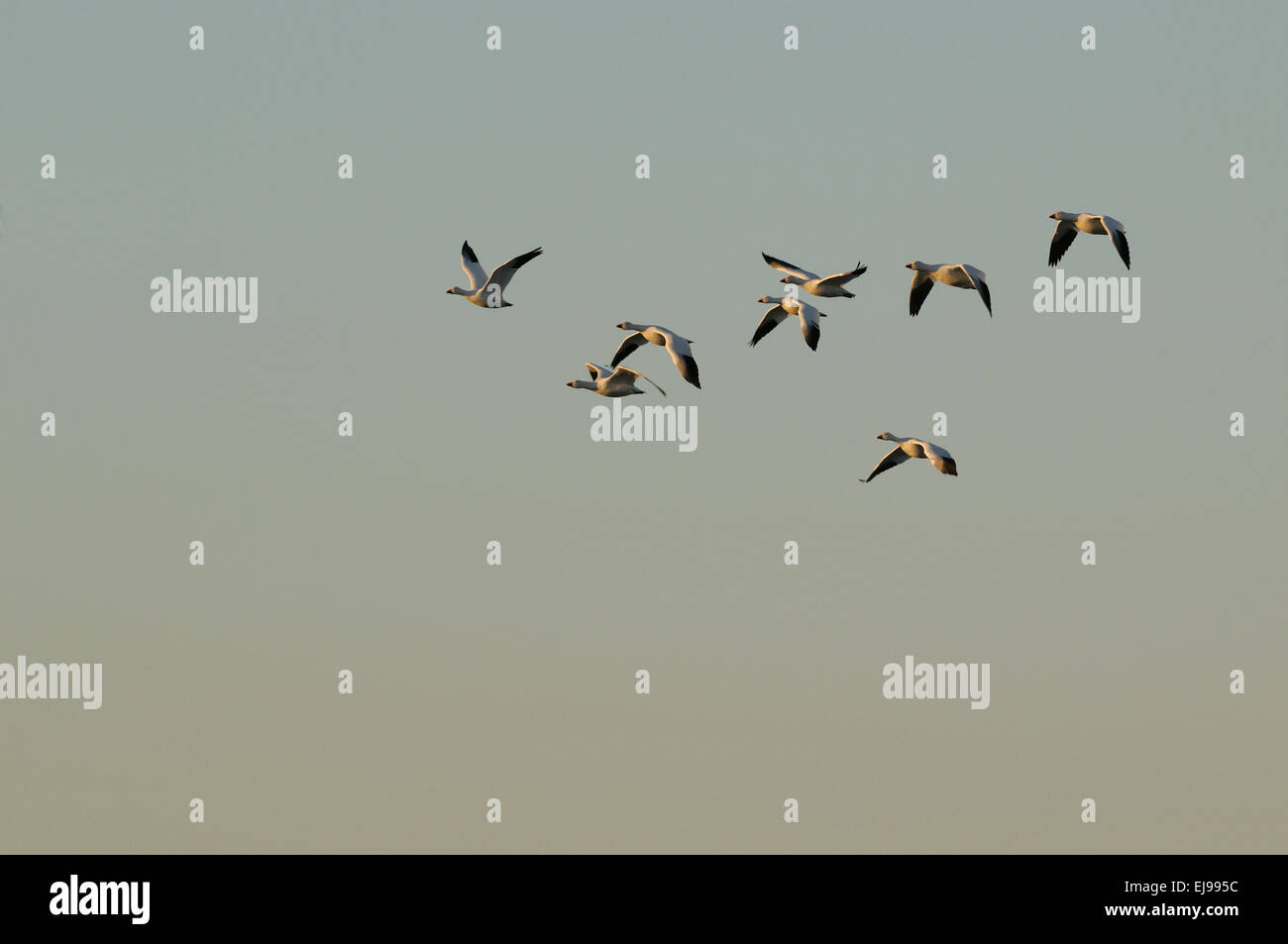 Sandhill Cranes flying over the water at Bosque Del Apache National ...