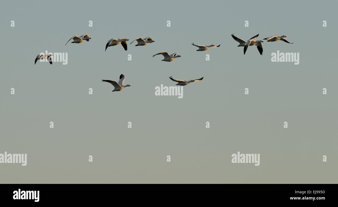 Autumn at bosque del apache national wildlife reserve hi-res stock ...