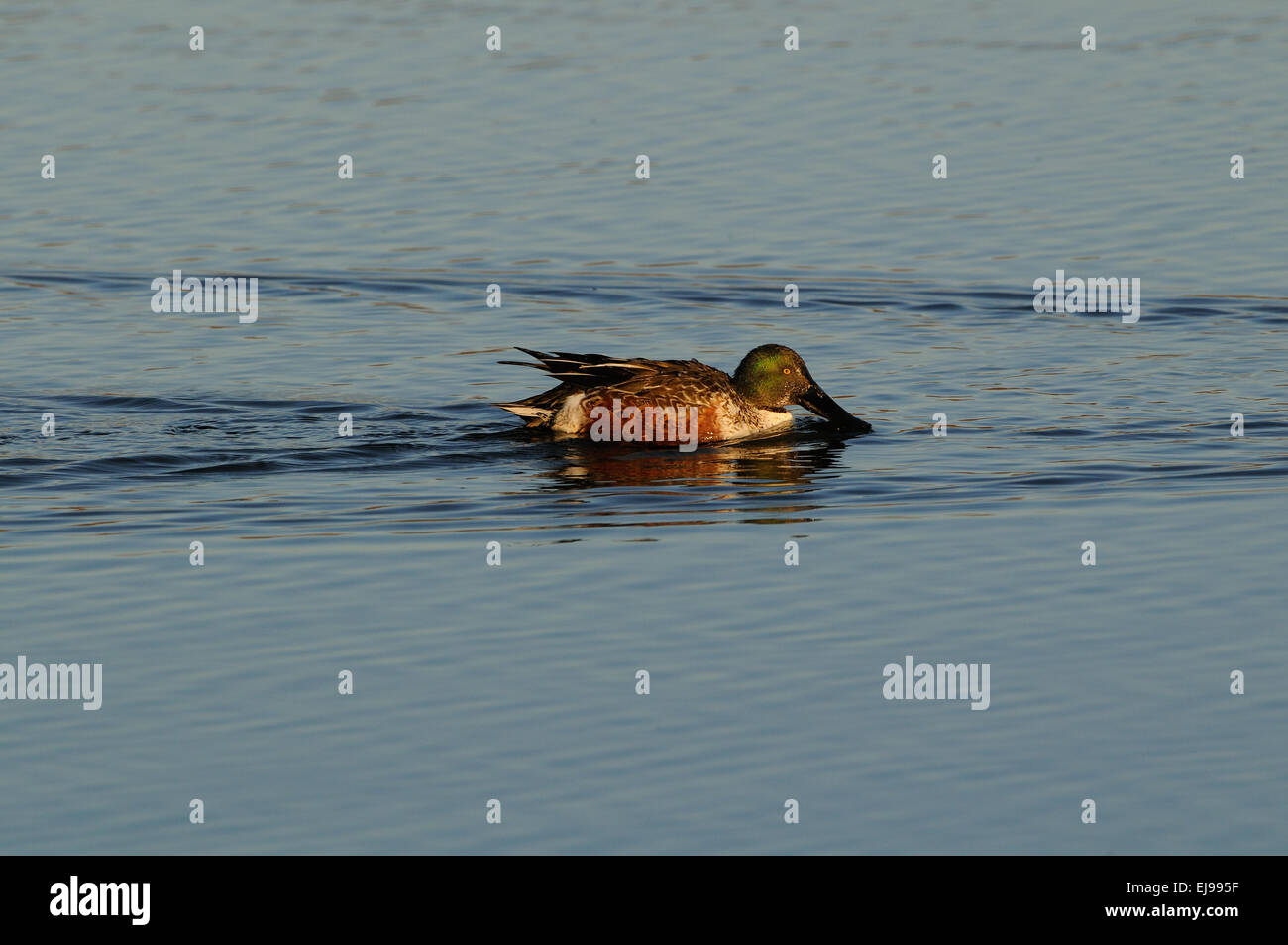 Male Northern Shoveler swimming at a pond at the Bosque del Apache ...