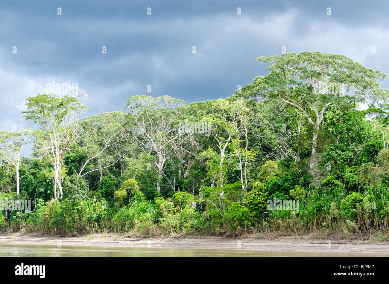 Amazonas baum wald hi-res stock photography and images - Alamy