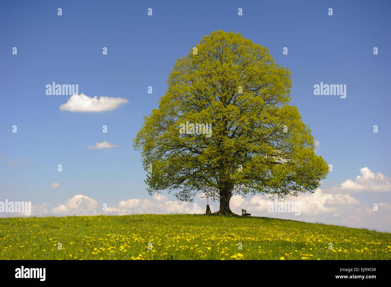 single big linden tree at spring Stock Photo - Alamy