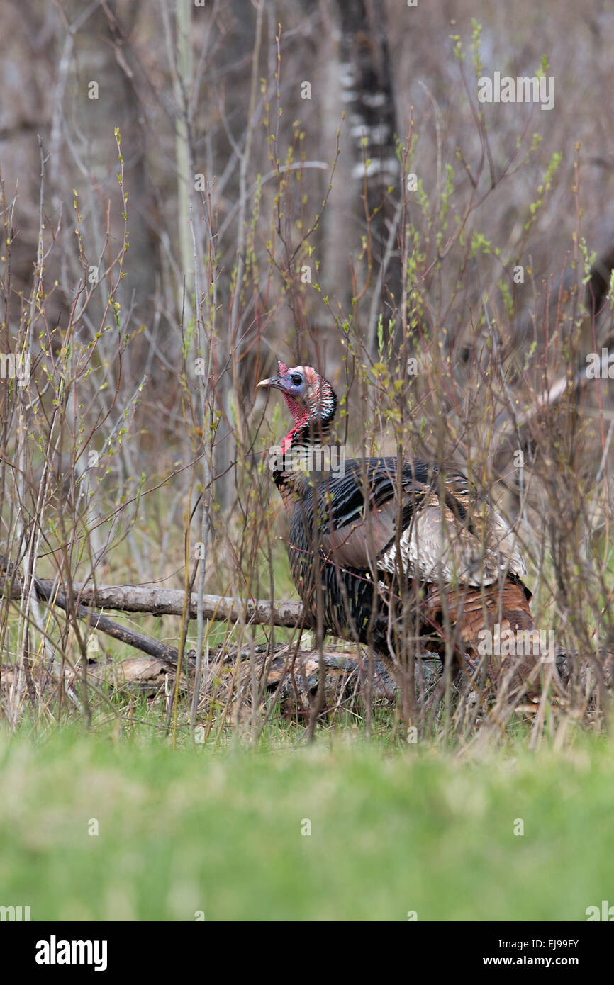 Turkey beard hi-res stock photography and images - Alamy