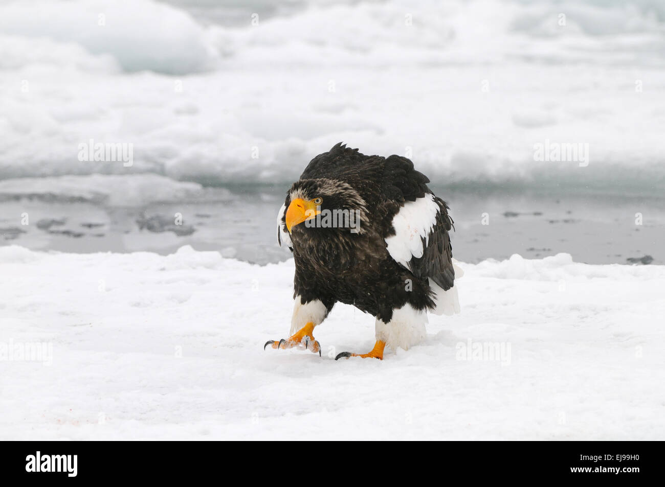 Steller's Sea Eagle on the drifting ice at Nemuro Strait a few miles ...