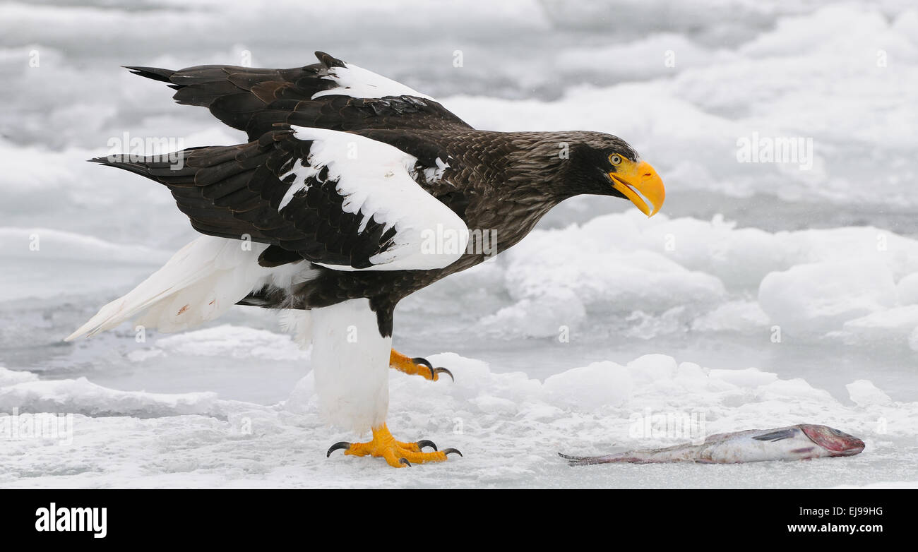 Steller's Sea Eagle on the drifting ice at Nemuro Strait a few miles ...
