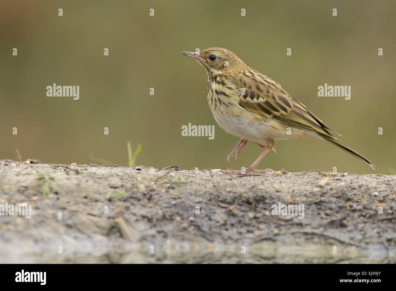 Pipit des arbres hi-res stock photography and images - Alamy