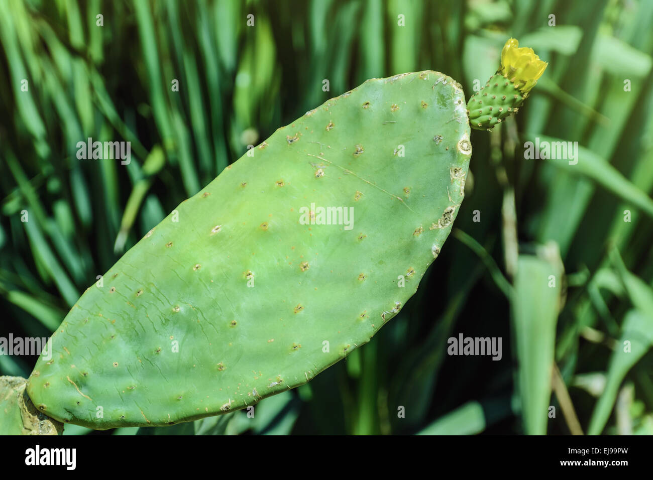 Cladode hi-res stock photography and images - Alamy