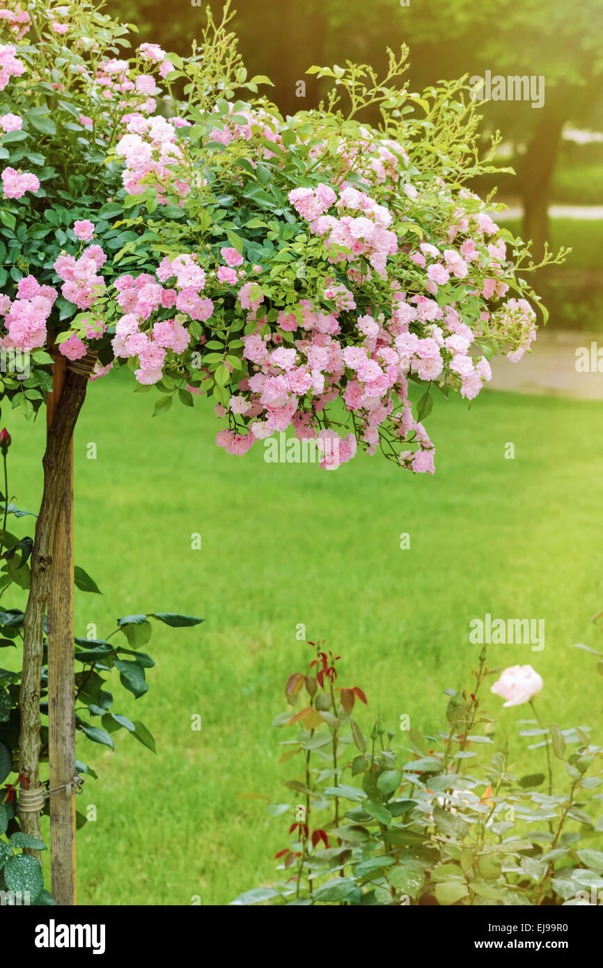 Outdoors bloom hi-res stock photography and images - Alamy