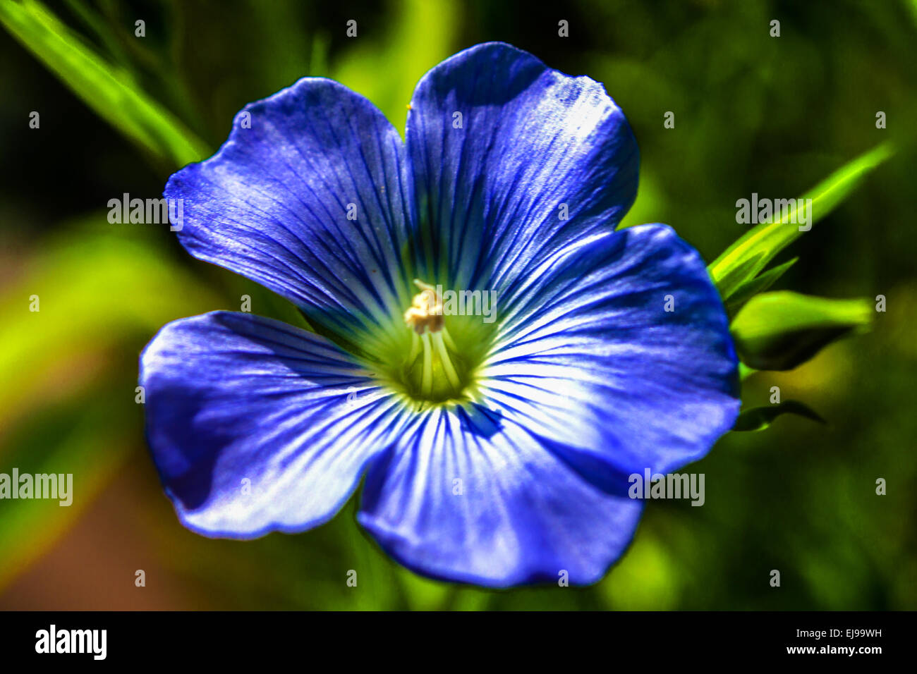 Wildflower wild blue flax hi-res stock photography and images - Alamy