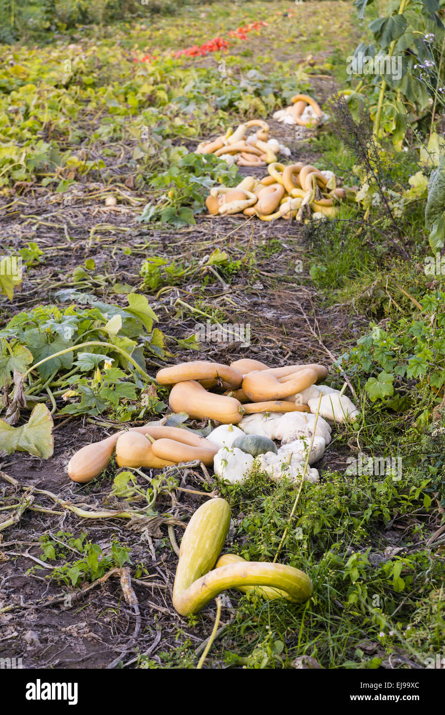 Pumpkins on a field Stock Photo - Alamy