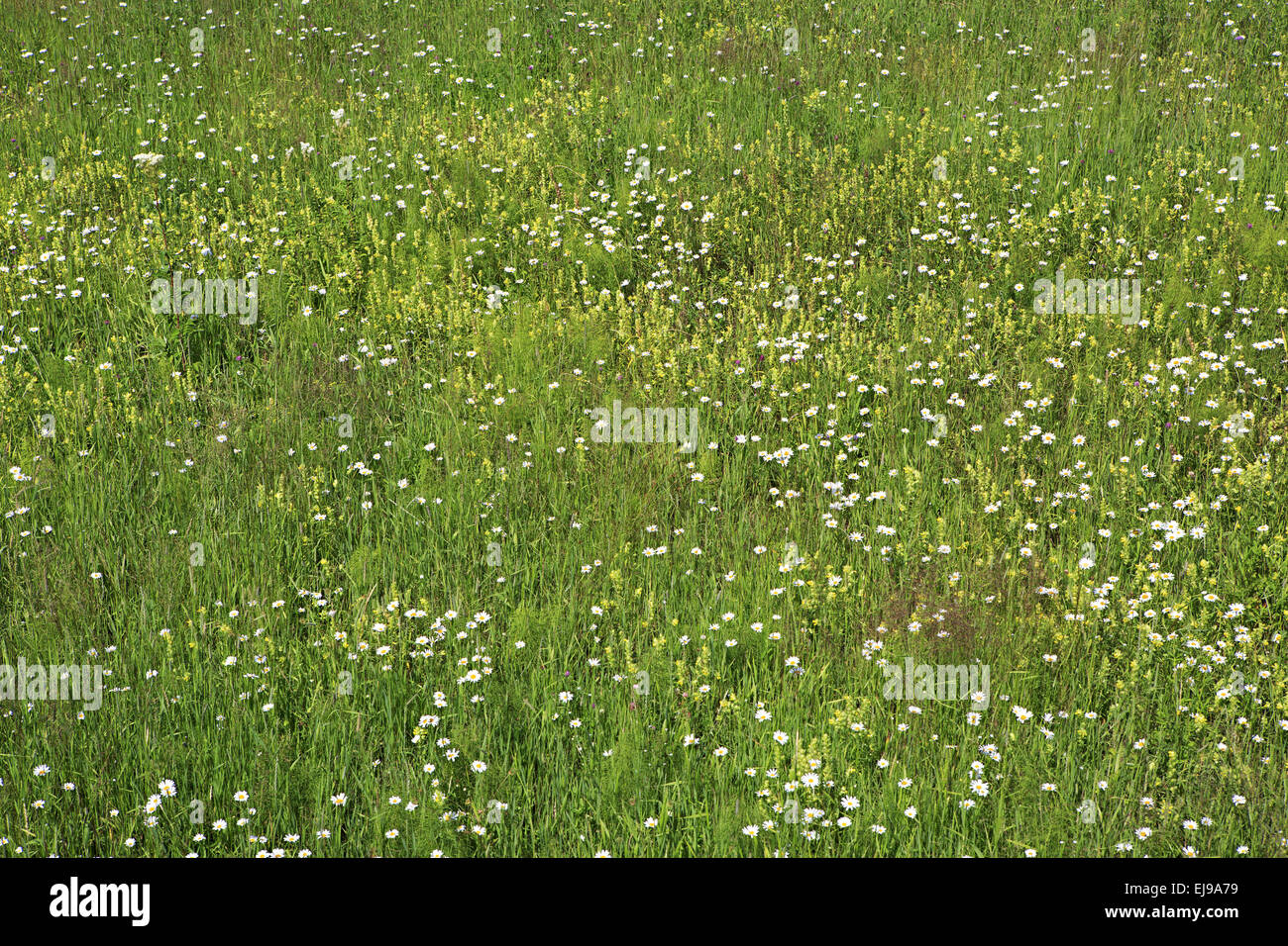Beautiful daisies in green grass Stock Photo - Alamy
