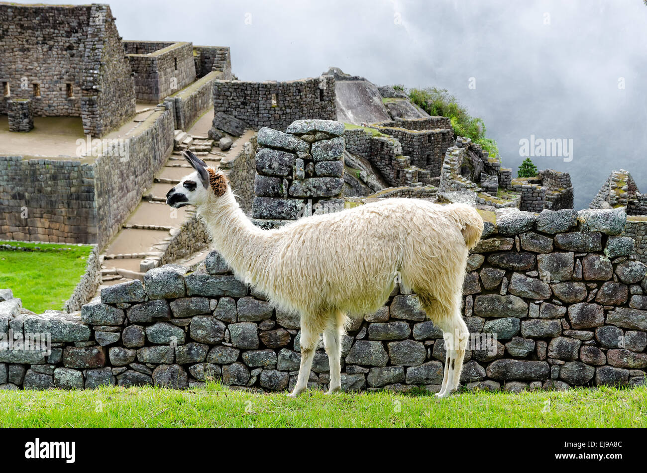 Llama machu picchu in hi-res stock photography and images - Alamy