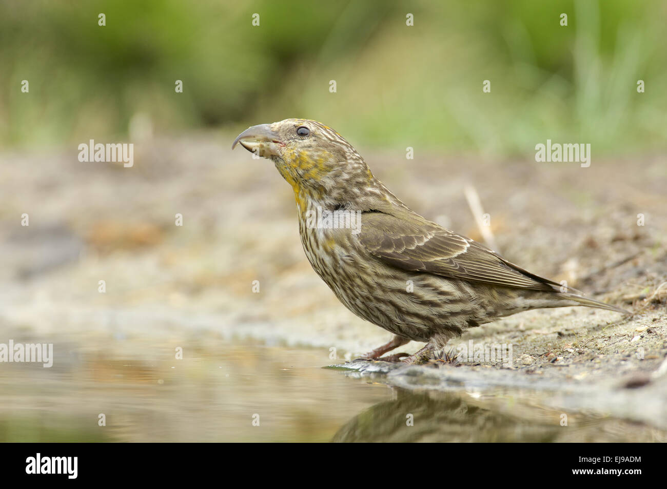 Red crossbill bird hi-res stock photography and images - Alamy
