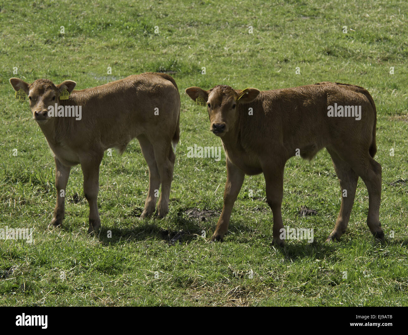 Natur cow hi-res stock photography and images - Alamy